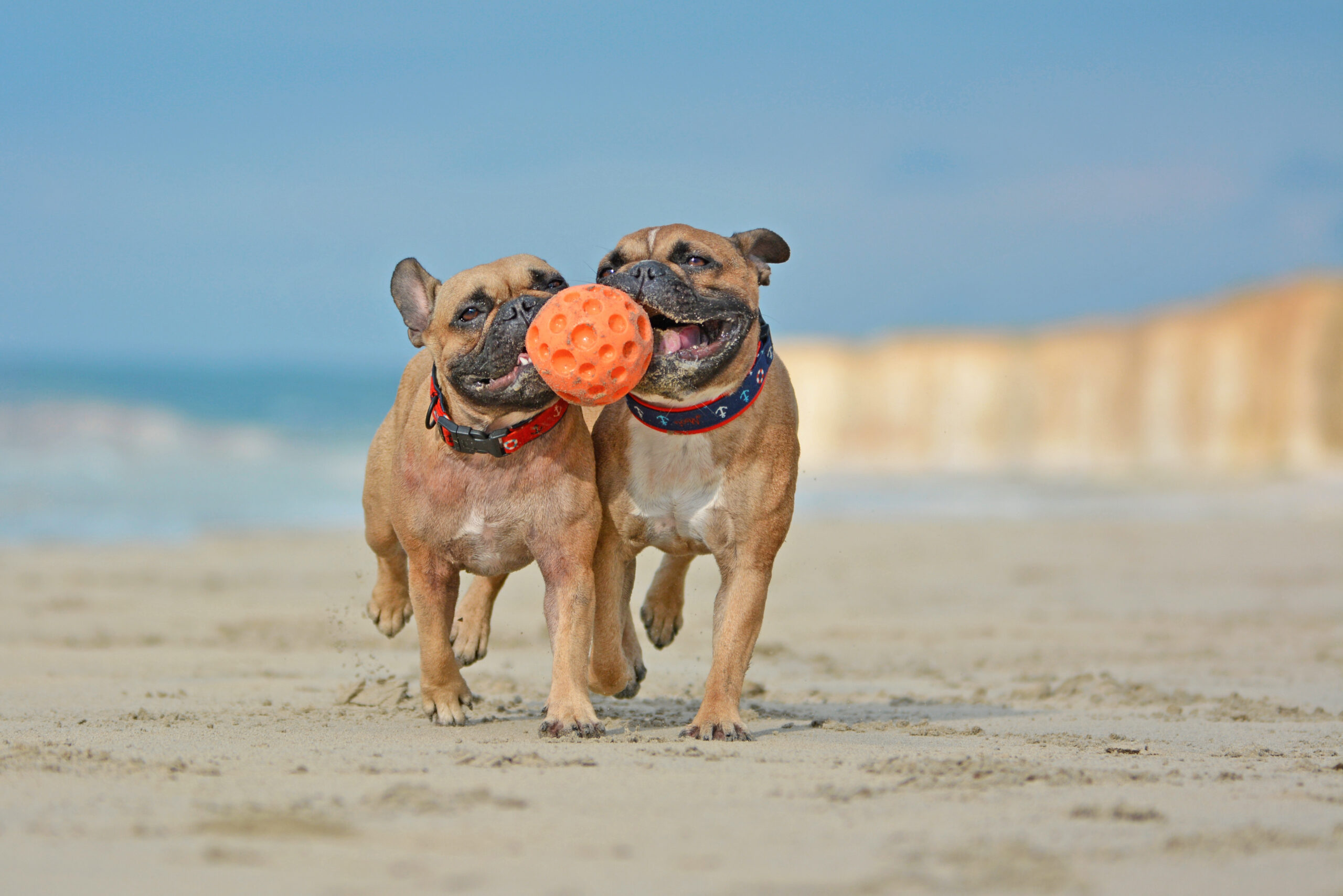 Dog Owners Guide to Florida - Florida Farm Bureau Insurance